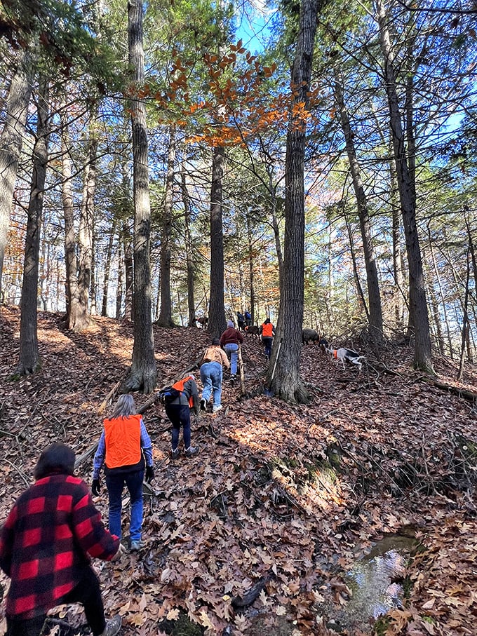 Autumn hiking with goats transforms ordinary trails into extraordinary adventures, with fall foliage creating a stunning natural backdrop.