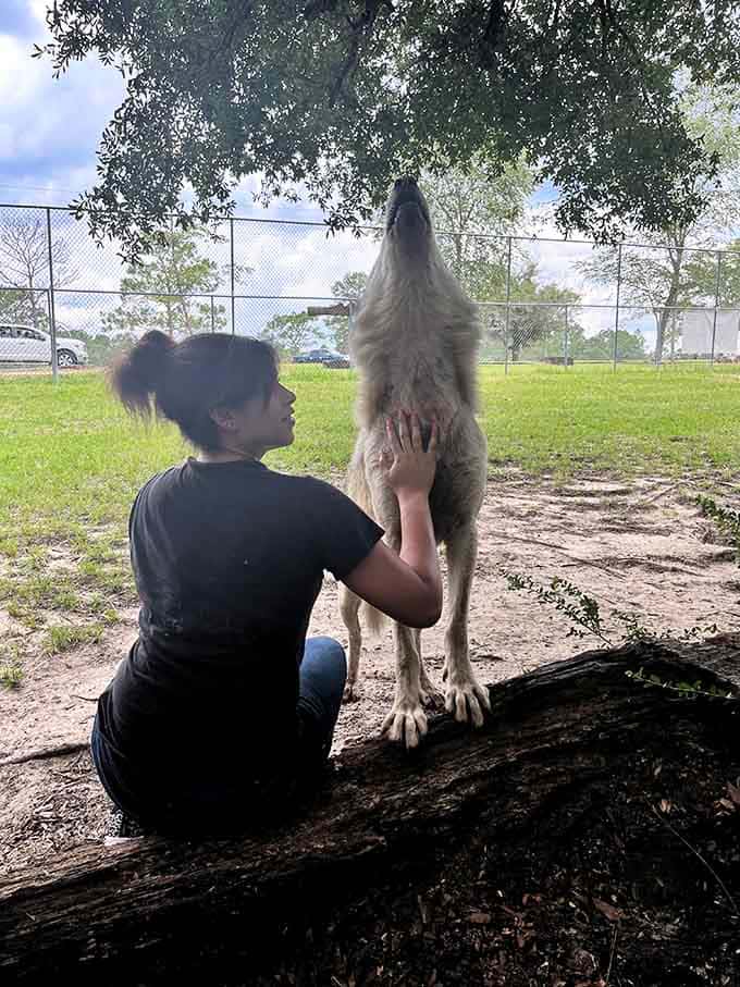 The spine-tingling sound of a wolf's howl is nature's way of reminding you that some experiences can't be replicated on any screen.