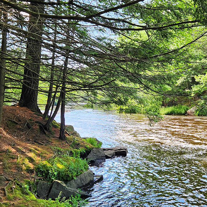 Tranquil waters reflect towering pines along the riverbank, creating a mirror world where the boundary between earth and sky becomes delightfully blurred.