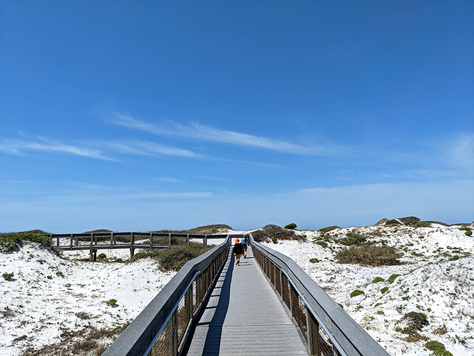 Florida's wild heart: Young palmettos reach skyward in Grayton's protected forest, where coastal ecosystems thrive away from development.