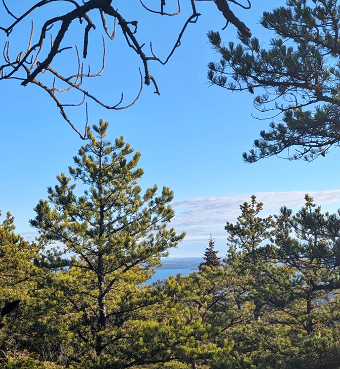 Sunlight filters through pine sentinels, creating a dappled pathway that seems to lead straight into a Maine woodland fairy tale.