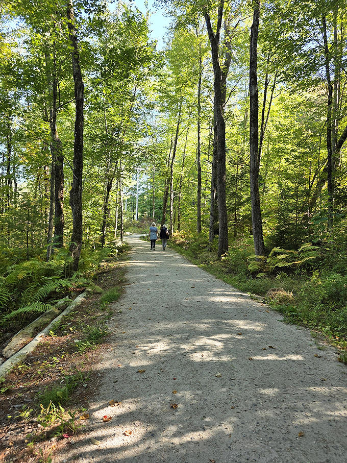 Two hikers stroll along a sun-dappled path, surrounded by towering trees that have witnessed generations of wanderers.