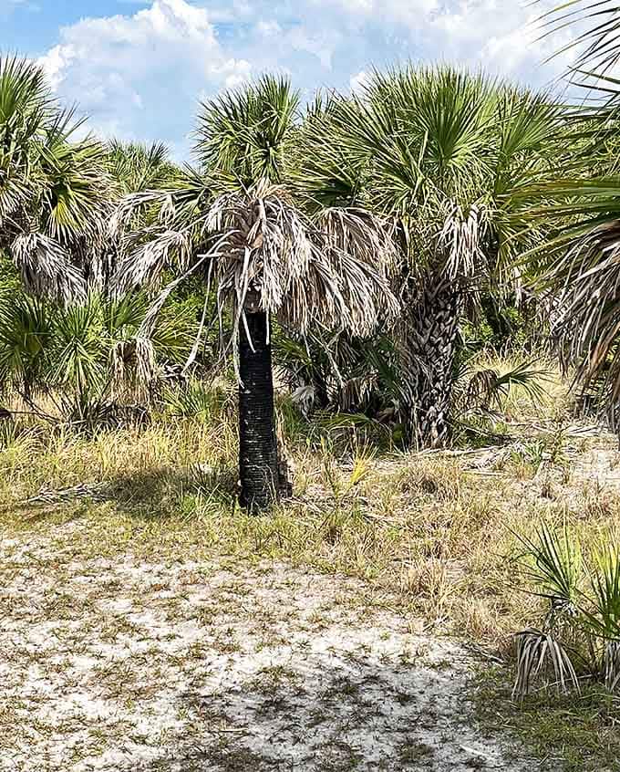 Florida's wild heart: Swaying palms and native vegetation create a natural canopy, offering welcome shade and a glimpse of pre-development Florida.