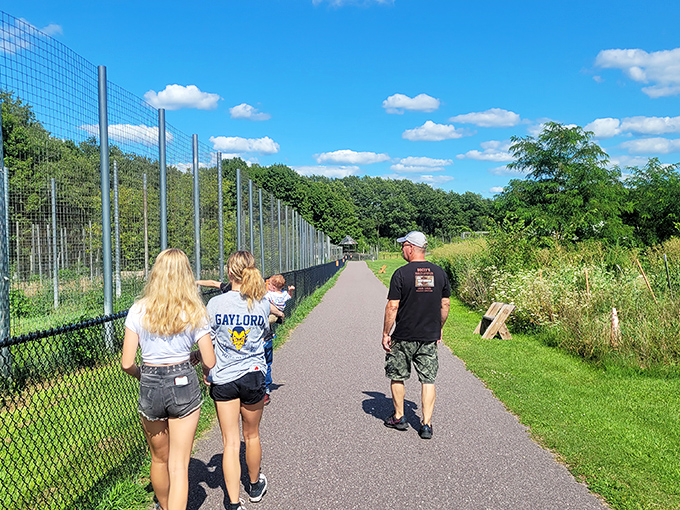 Walking on the wild side: Visitors stroll along secure pathways, separated from magnificent predators by robust safety barriers.