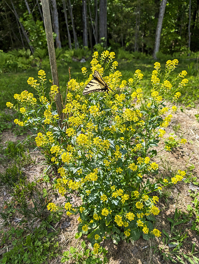 Wildflowers hosting a butterfly visitor &ndash; proof that even the smallest corners of Willoughby State Forest are bursting with life.