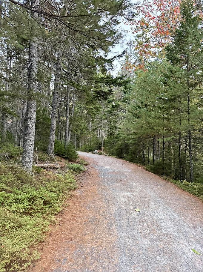 A serene forest path beckons &ndash; where every step forward is also a step back in time.