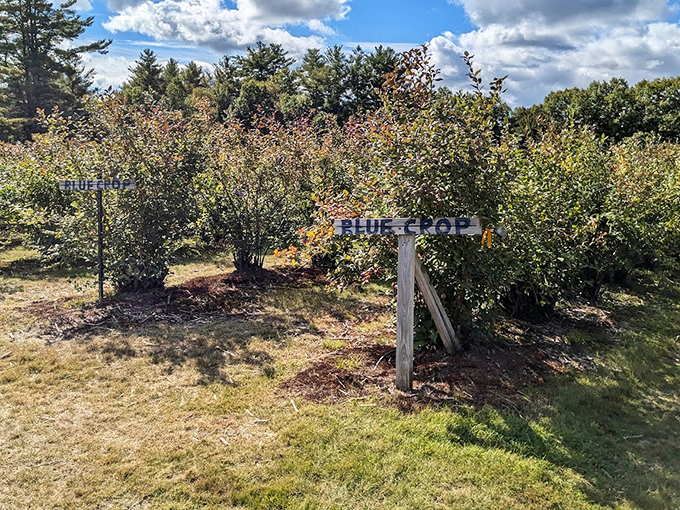 Rows of bushes under fluffy clouds, inviting you to slow down, wander, and enjoy the sweet rewards of a perfect berry-picking day.