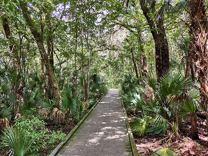 A wooden boardwalk winds through the Enchanted Forest Sanctuary, leading visitors deeper into a world of natural wonders and wildlife.