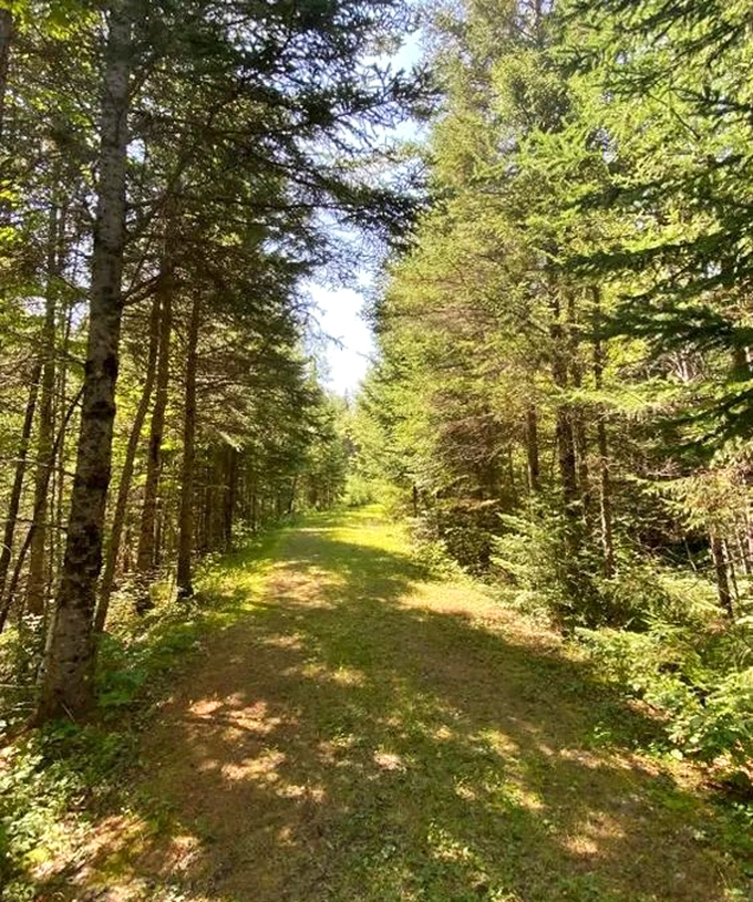 Sunlight filters through the trees along Aroostook's peaceful trails, where nature reclaims former military land in spectacular fashion.