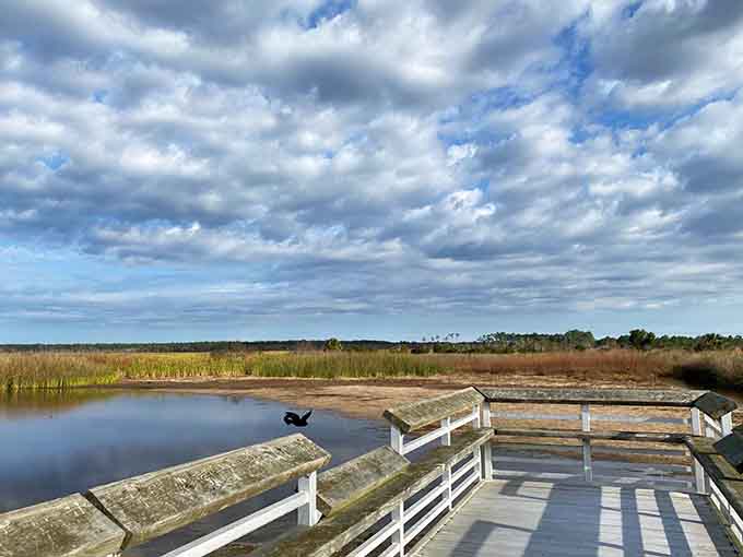 St. Marks Wildlife Refuge serves up nature in its purest form, where the wildlife outnumbers the visitors by a comfortable margin.