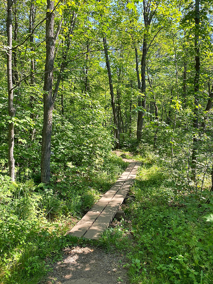This wooden boardwalk feels like nature's red carpet, guiding visitors through delicate wetland ecosystems with minimal impact.