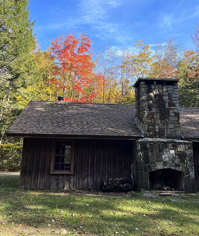 Forest cathedral: Sunlight filters through the canopy, creating natural stained glass on the forest floor.