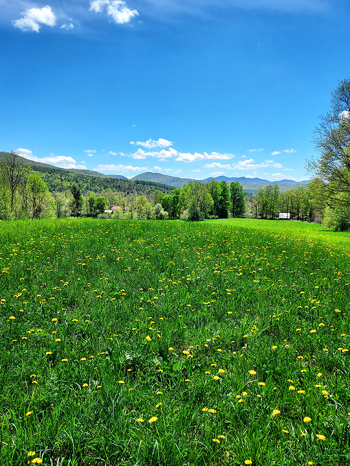 Even weeds look magical here, transforming ordinary hillsides into fields of golden wishes waiting to take flight.