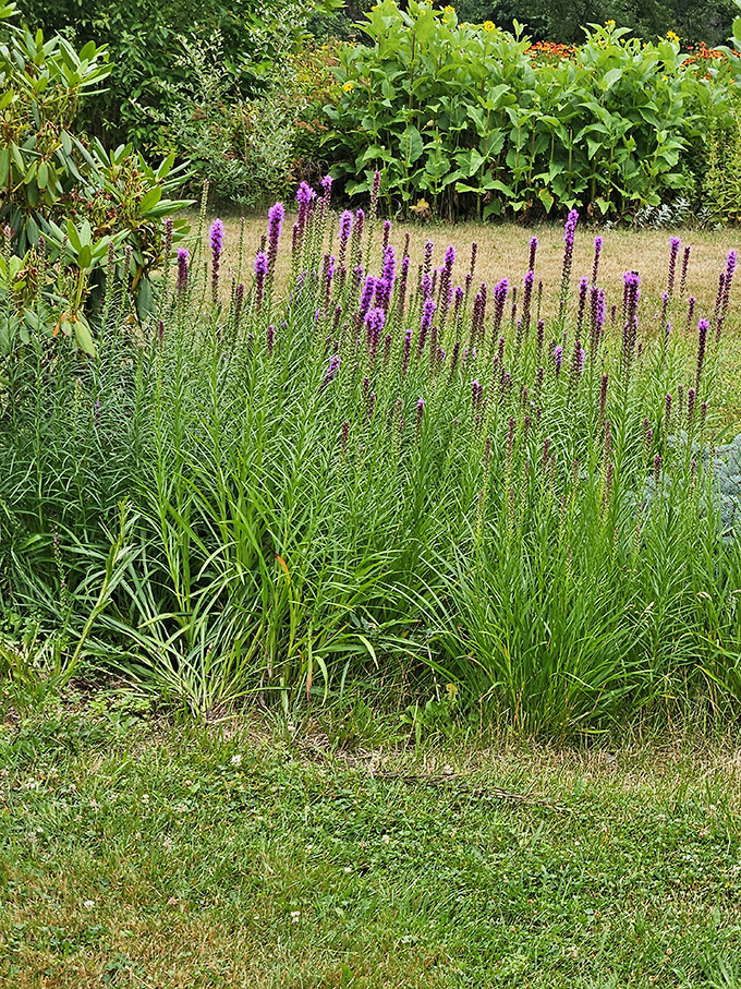 Dense blazing star plants send up purple rockets of color, standing at attention like botanical soldiers guarding the garden's summer splendor.