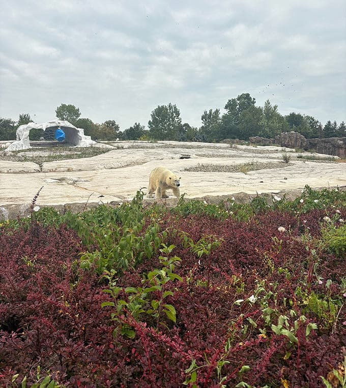 The expansive polar bear habitat recreates Arctic conditions so convincingly you'll forget you're in Michigan, at least until you check the weather app.
