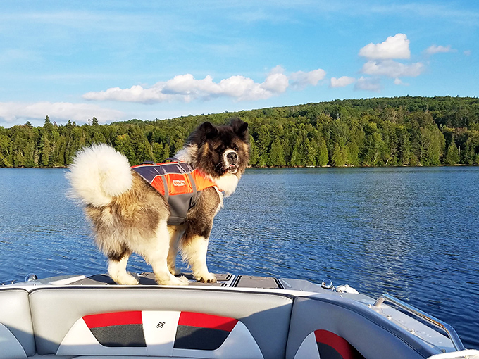 Captain Fluff reporting for nautical duty! This seafaring pup has better lake views than most luxury resorts &ndash; and appreciates them with tail-wagging enthusiasm.