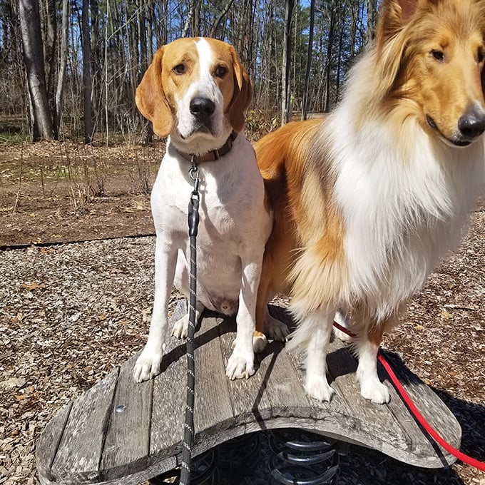 Four-legged friends find their happy place on the trails, where every tree trunk holds fascinating scents and potential squirrel sightings.