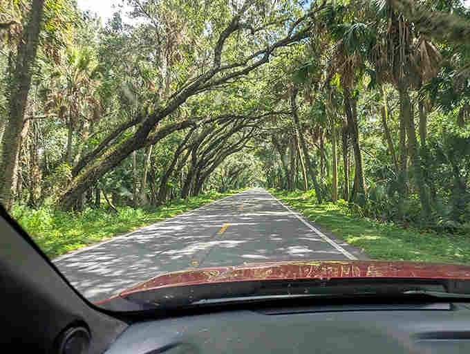 From behind the wheel, the view through the windshield reveals why locals fought so hard to preserve this narrow, winding road and its precious canopy.