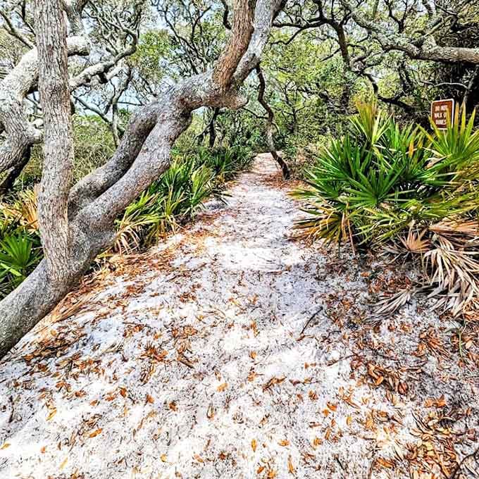 Nature's own meditation path &ndash; where pine-scented breezes and dappled sunlight create the perfect woodland therapy session.