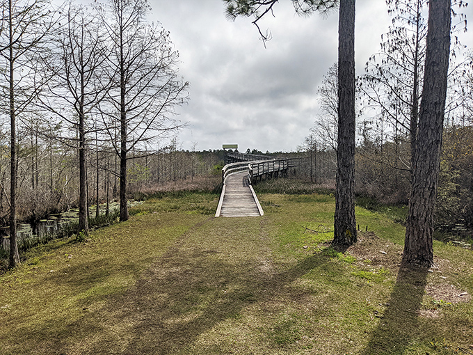 Nature's perfect meditation spot: cypress knees rise from emerald waters in this tranquil corner of Florida's wild landscape.