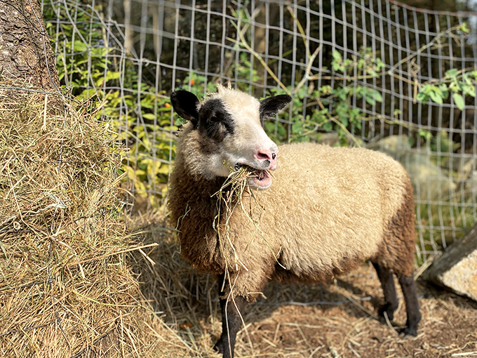 Finnsheep: the unsung supporting actors of the farm show, with wool resumes that would make any knitter swoon.