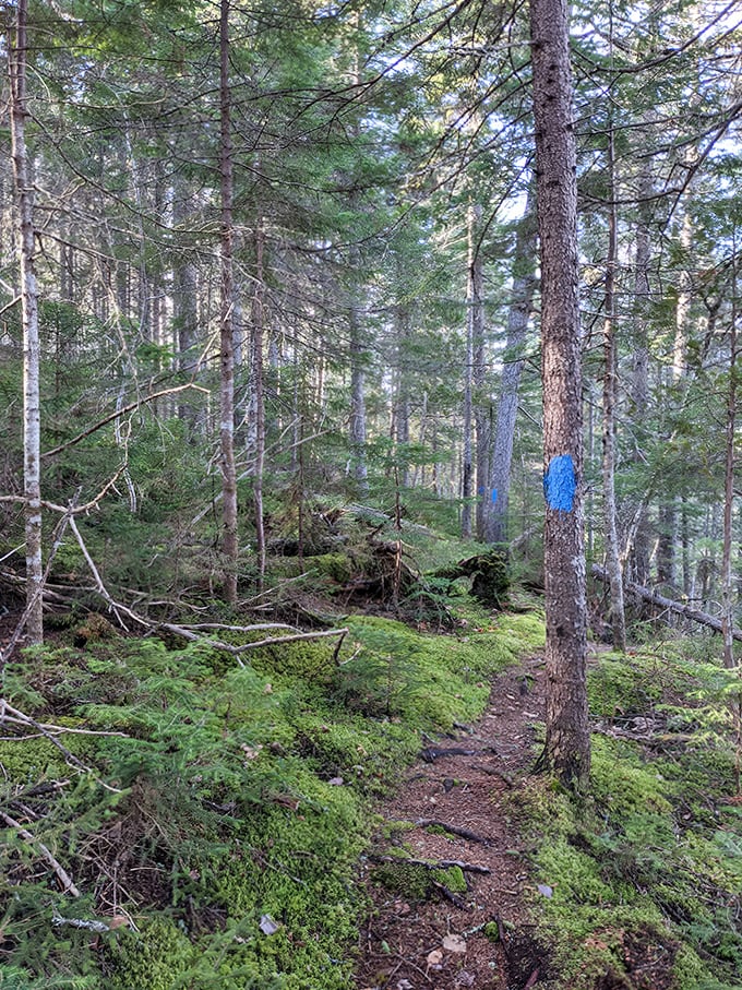 Follow the blue blazes into mystery! This forest trail promises adventures that no smartphone app could ever deliver.