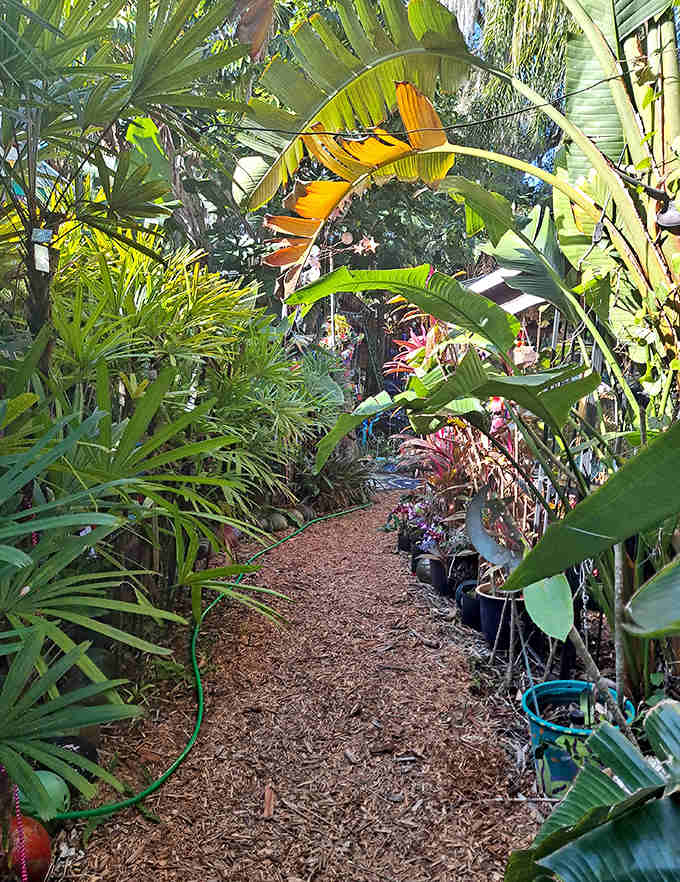 Nature and nurture collide in this lush pathway. The tropical plants seem to be competing with the art for who can be more exotic.