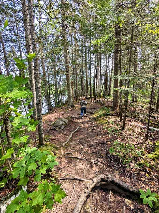 Forest trails invite explorers of all ages to discover hidden corners where roots and rocks create nature's own obstacle course.