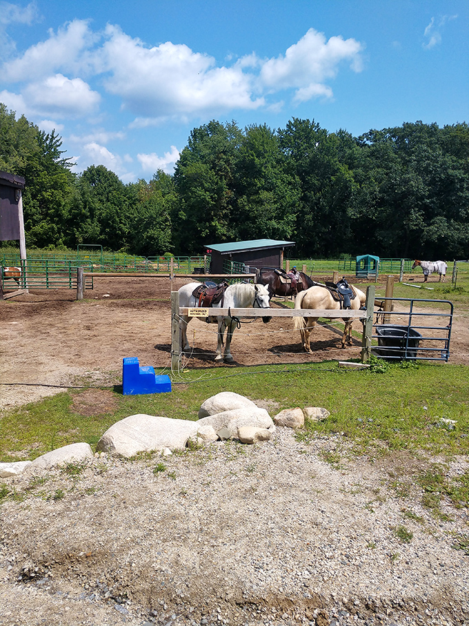 The heart of Carousel Horse Farm – where equine athletes rest between adventures and visitors get acquainted with their four-legged guides.