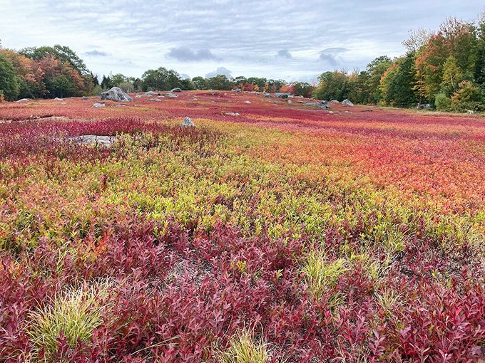 Intervale Farm's organic wild blueberries await sorting &ndash; each tiny fruit destined for greatness beyond its diminutive size.