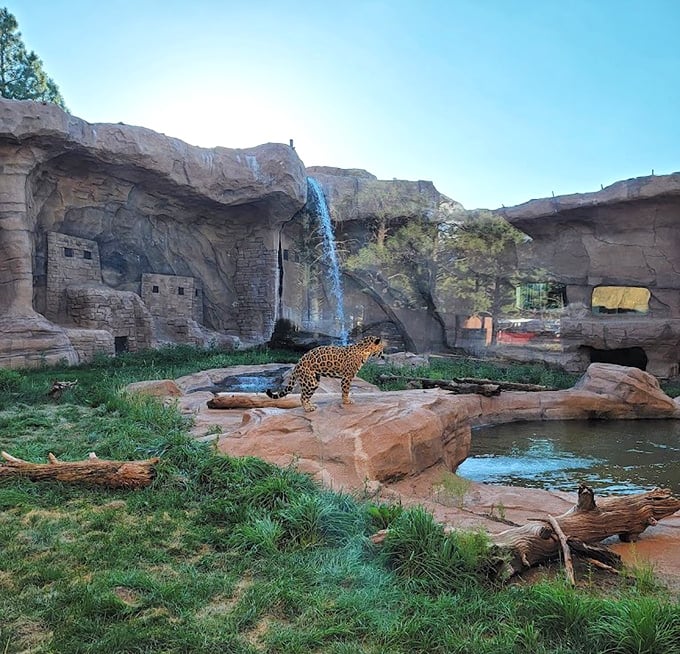 A jaguar pauses mid-stride near a waterfall, showcasing the park's commitment to creating natural habitats that mimic wild environments.