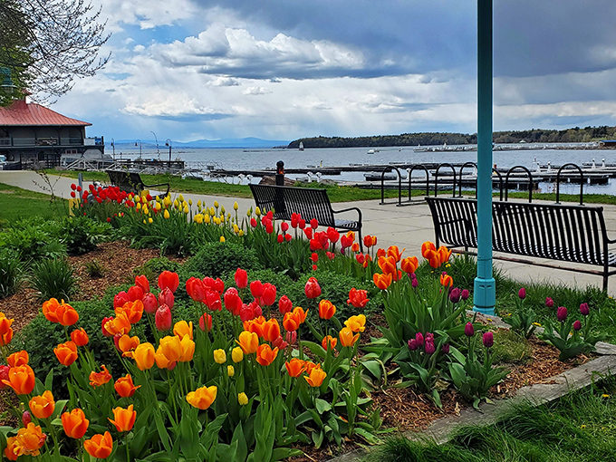 Lakeside tulips create a riot of color against Champlain's blue waters &ndash; nature showing off with typical Vermont exuberance.