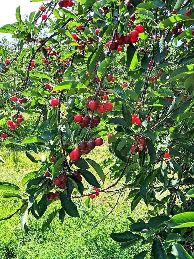 Ruby red cherries hang like nature's jewelry, practically begging to be picked and devoured on the spot.