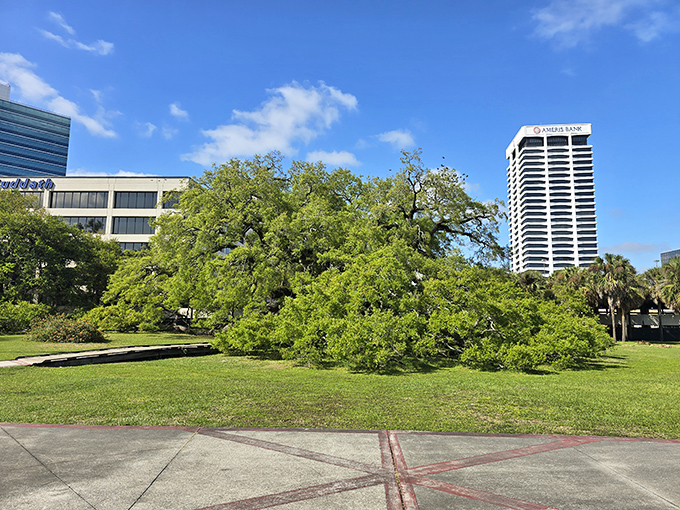 Where skyscrapers and tree-scrapers coexist &ndash; Jacksonville's urban forest creates a stunning contrast of natural and human architecture.
