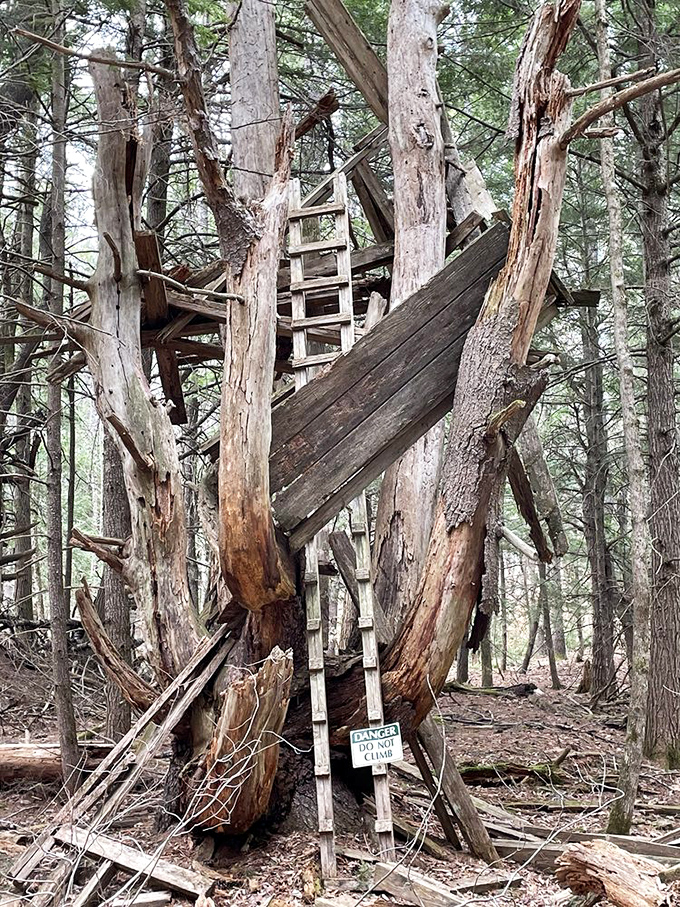 This weathered treehouse stands as a poignant reminder that childhood adventures and forest magic never truly fade away.