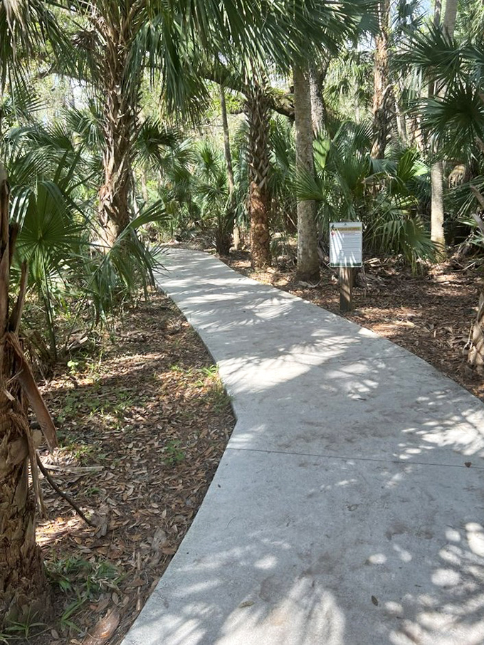 A concrete pathway winds through palm fronds and native vegetation, accessible yet still maintaining the wild character of this special preserve.