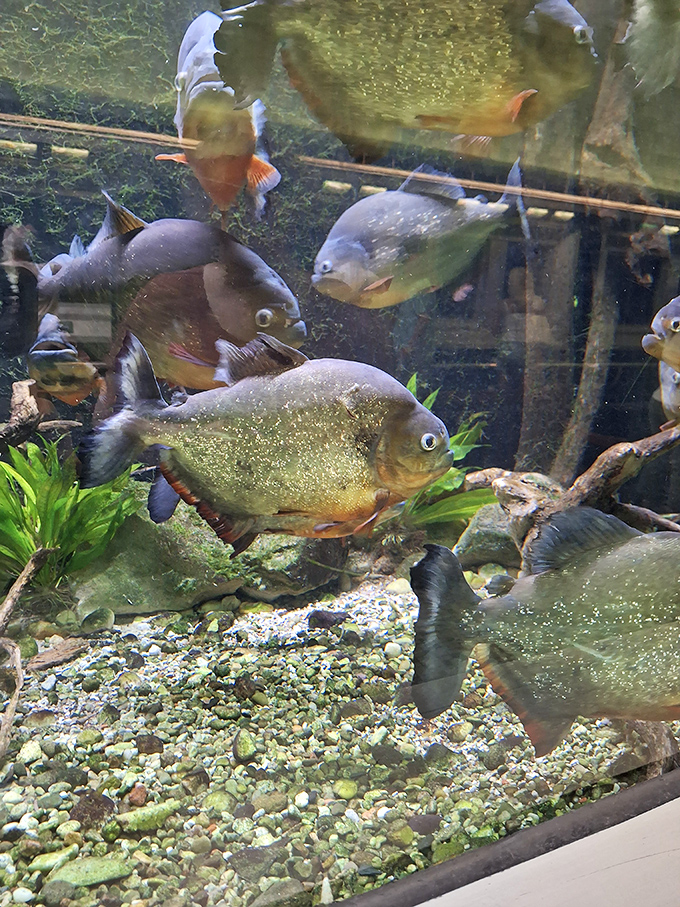 Despite their fearsome reputation, these toothy residents mostly swim around looking mildly inconvenienced rather than bloodthirsty.