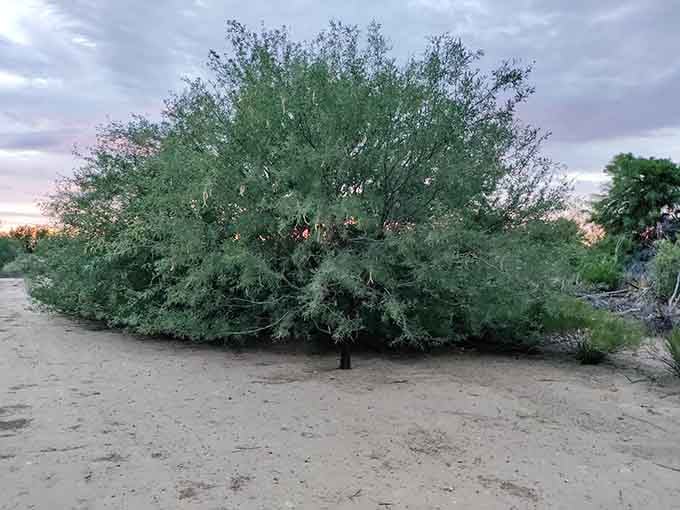 Desert vegetation lines the path, providing that authentic Arizona aesthetic without the ankle-twisting terrain.