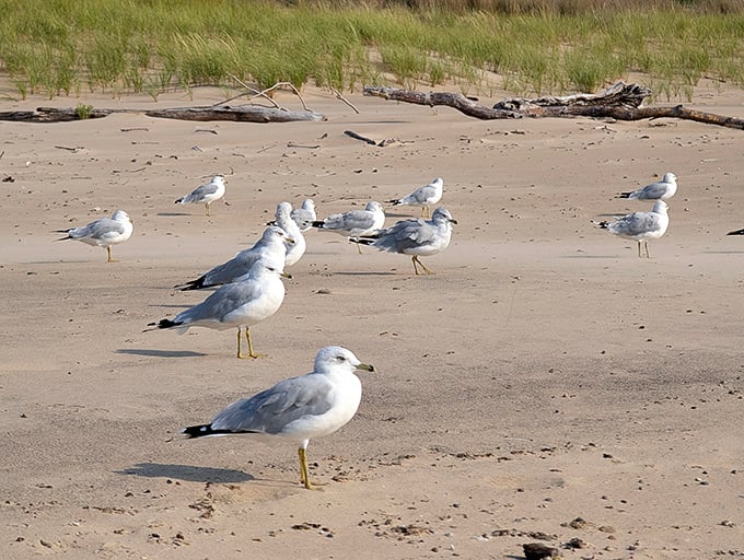 The beach's unofficial welcoming committee stands at attention, perhaps wondering what treasures you've discovered in their domain.