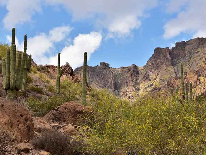 Towering saguaros stand sentinel along the trail, these desert giants adding their iconic silhouettes to an already spectacular landscape.