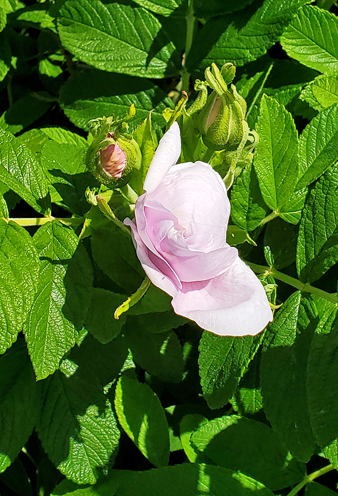 Delicate beach rose blooms amid green leaves &ndash; nature's softer side contrasting with the rugged Maine coastline.