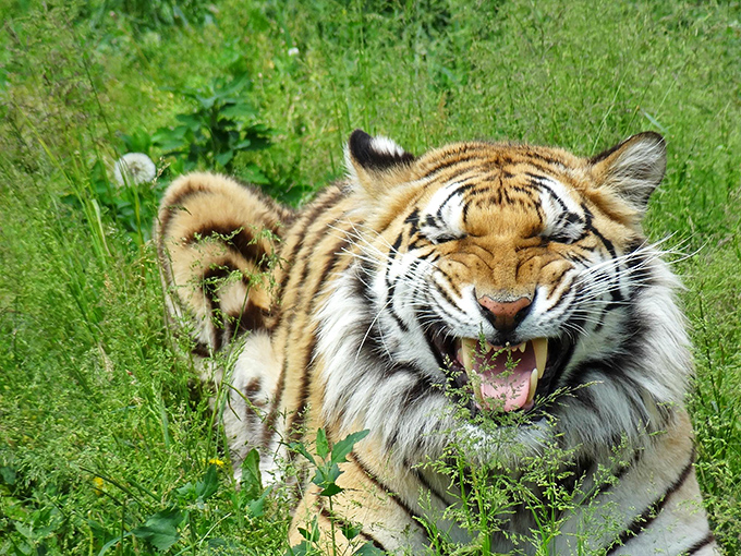 Tiger's delight: This magnificent striped resident shows off nature's perfect combination of power and beauty.