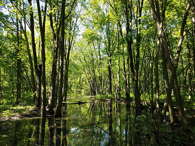Sunlight filters through this watery woodland, creating nature's stained glass effect where trees stand like living columns in a liquid cathedral.