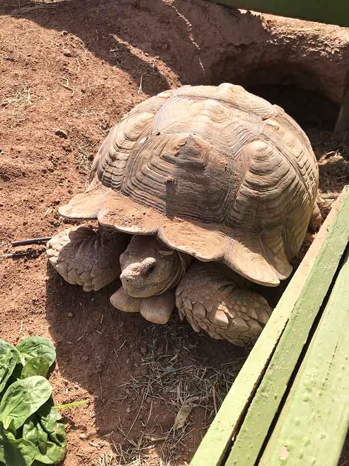 This ancient tortoise moves at a pace that makes sloths look like Olympic sprinters by comparison.