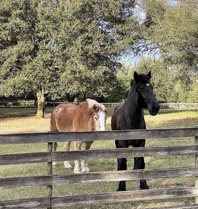Local horses graze peacefully near the trail, reminding visitors that this area has long been horse country with deep equestrian roots.