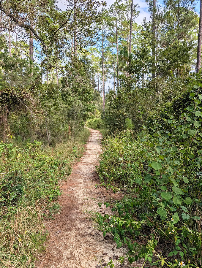 The narrow forest path beckons hikers forward, promising discoveries around each bend as sunlight filters through the dense canopy.
