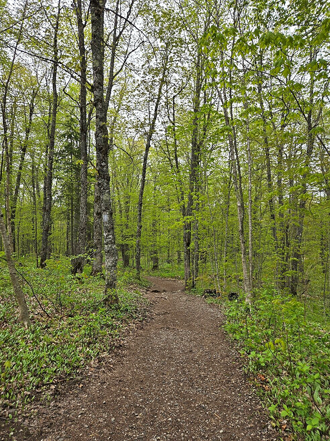 Dappled sunlight plays across this winding forest trail, nature's version of rolling out the welcome mat.