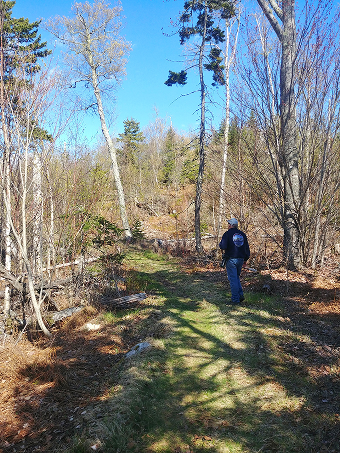 A solitary hiker contemplates the trail ahead, experiencing the luxury of having an entire forest as a personal thinking space.