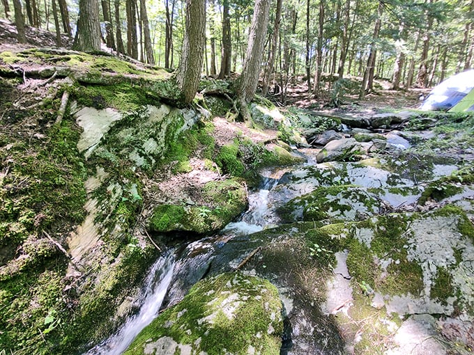 Hidden forest treasures &ndash; moss-covered rocks and gentle streams create magical moments around every bend in the trail.