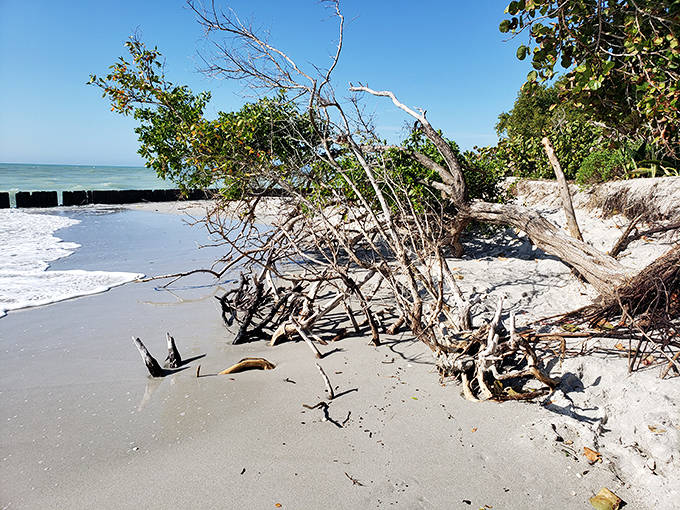 Driftwood sculptures created by time and tide offer natural art installations that would make gallery owners jealous.